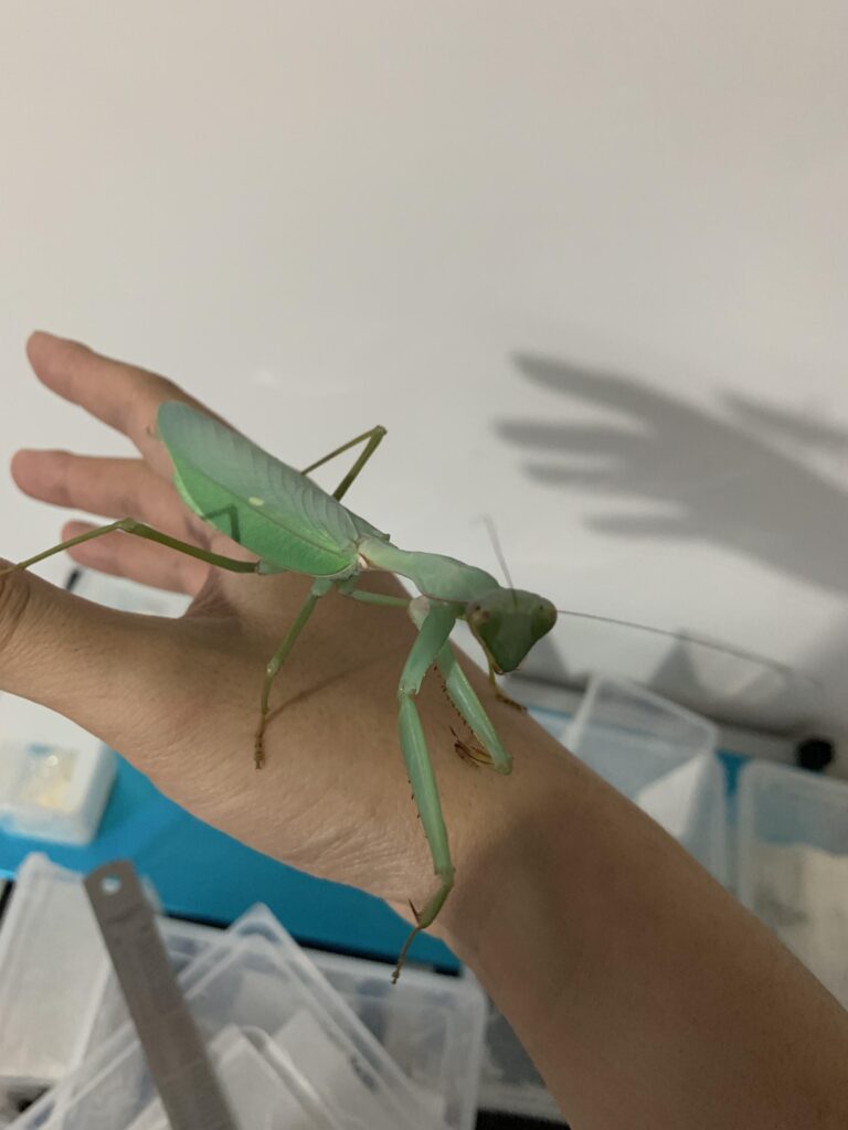 O maior inseto do mundo - Mundo Gump