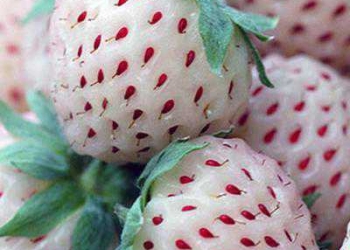 Foto Gump do dia: Morangos brancos