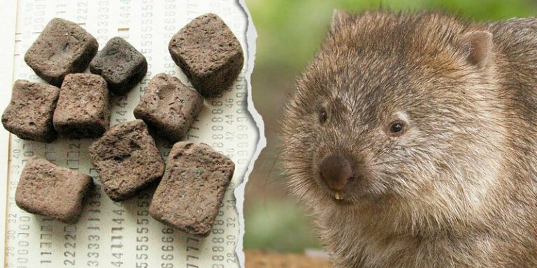 O bicho que faz cocô em cubos e outros 10 fatos estranhos do cocô ...