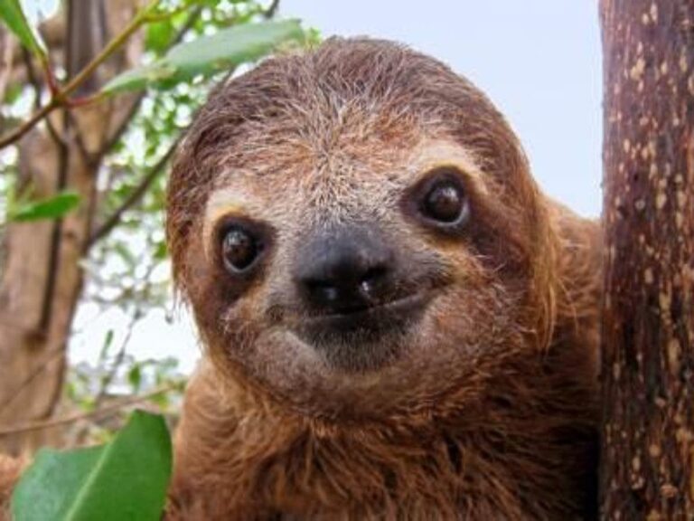 O Bicho Que Faz Cocô Em Cubos E Outros 10 Fatos Estranhos Do Cocô ...