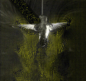 Foto Gump Do Dia: O Fluxo De Ar No Beija-flor - Mundo Gump